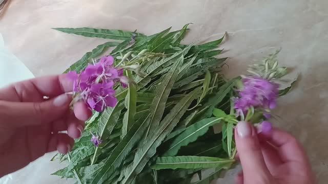 Ферментирую дома Иван чай. Заготовка и сушка в домашних условиях