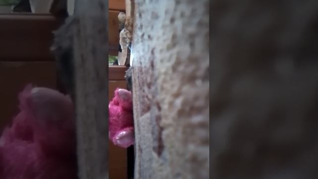 милый котик 9 серия 3 сезона