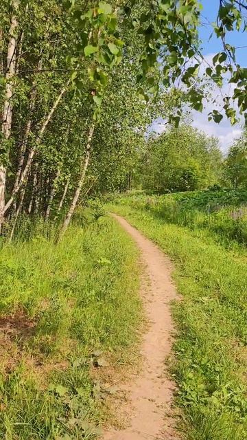 Бутовский лес 2025. Прогулка по лесу. Июнь 2025г