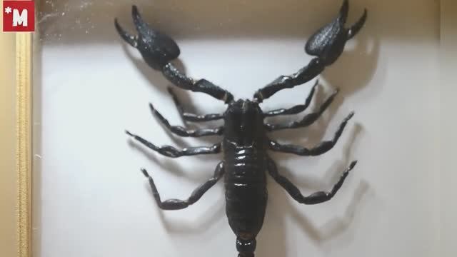 Как сделать сухое насекомое в рамке