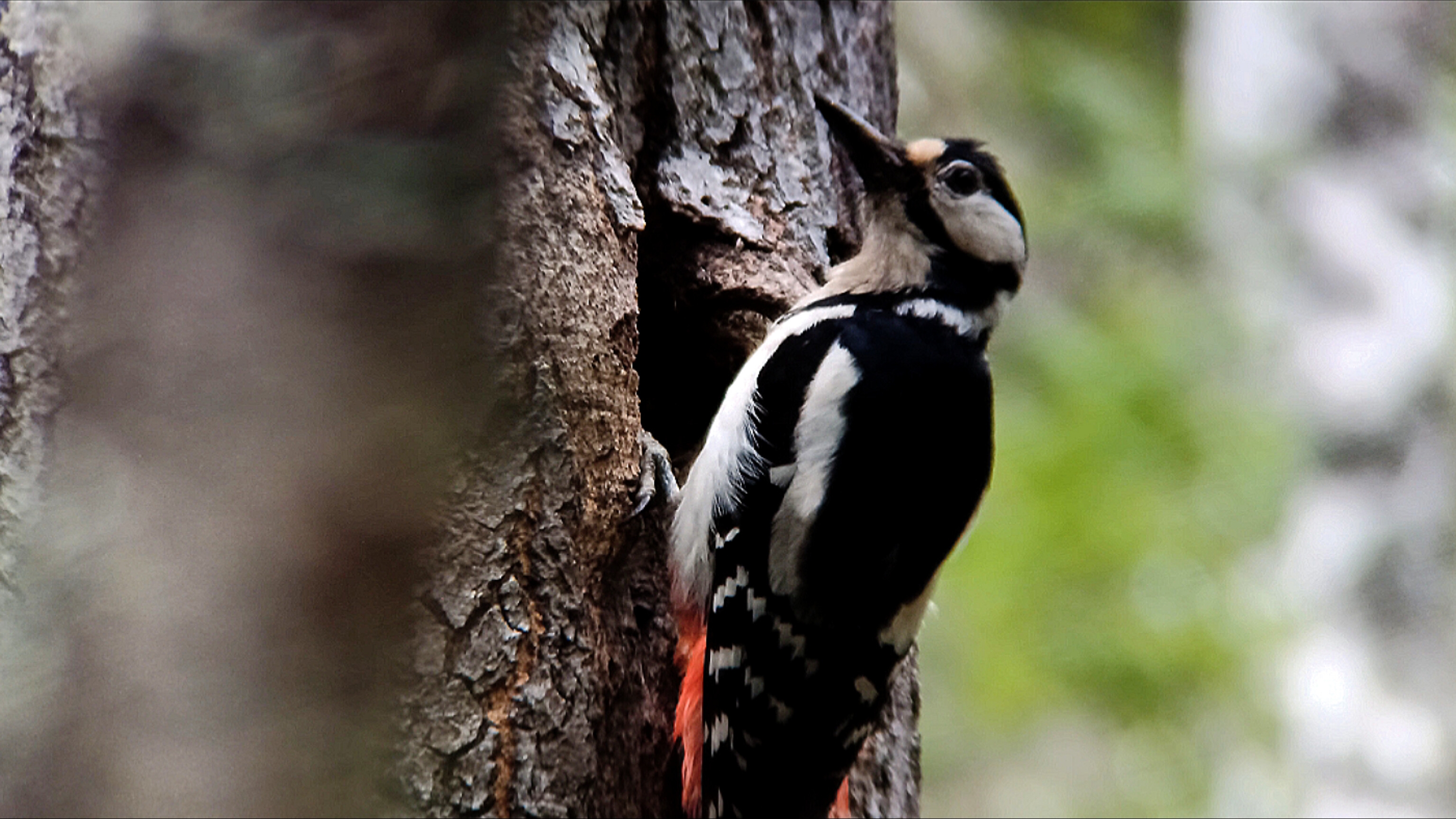 Заботливые родители)