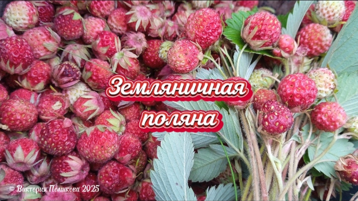 Земляничная поляна © Виктория Полшкова 2025