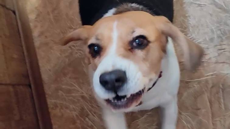 Дождливый день | Грейси & Фокс | Передержка собак Ростов