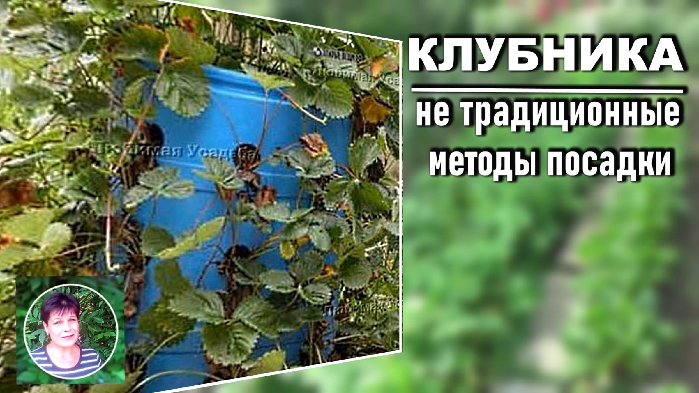 Нетрадиционные методы посадки клубники. Стоит ли так сажать. Плюсы и минусы.