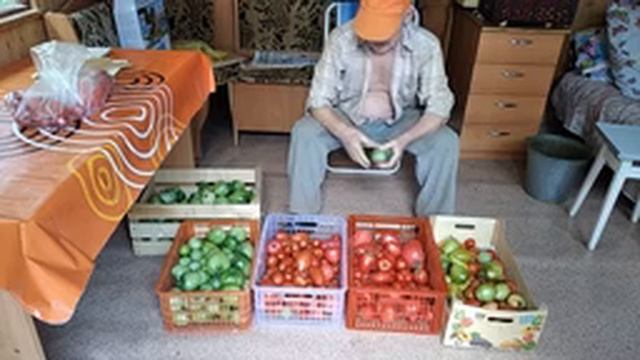 Помидоры Томаты Как я выращиваю крупные помидоры. 5 факторов влияющие на размер помидор