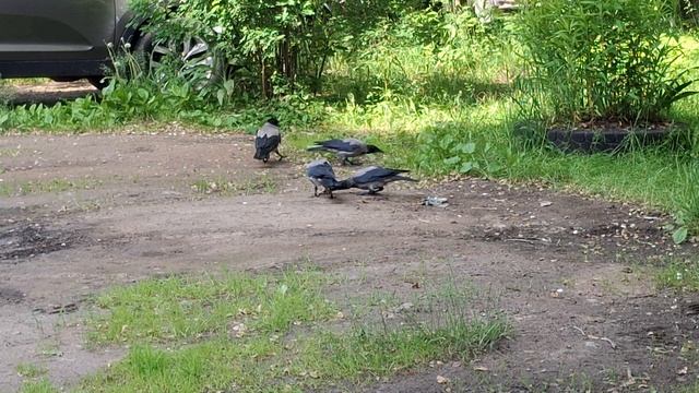 фильм Вороньи страсти