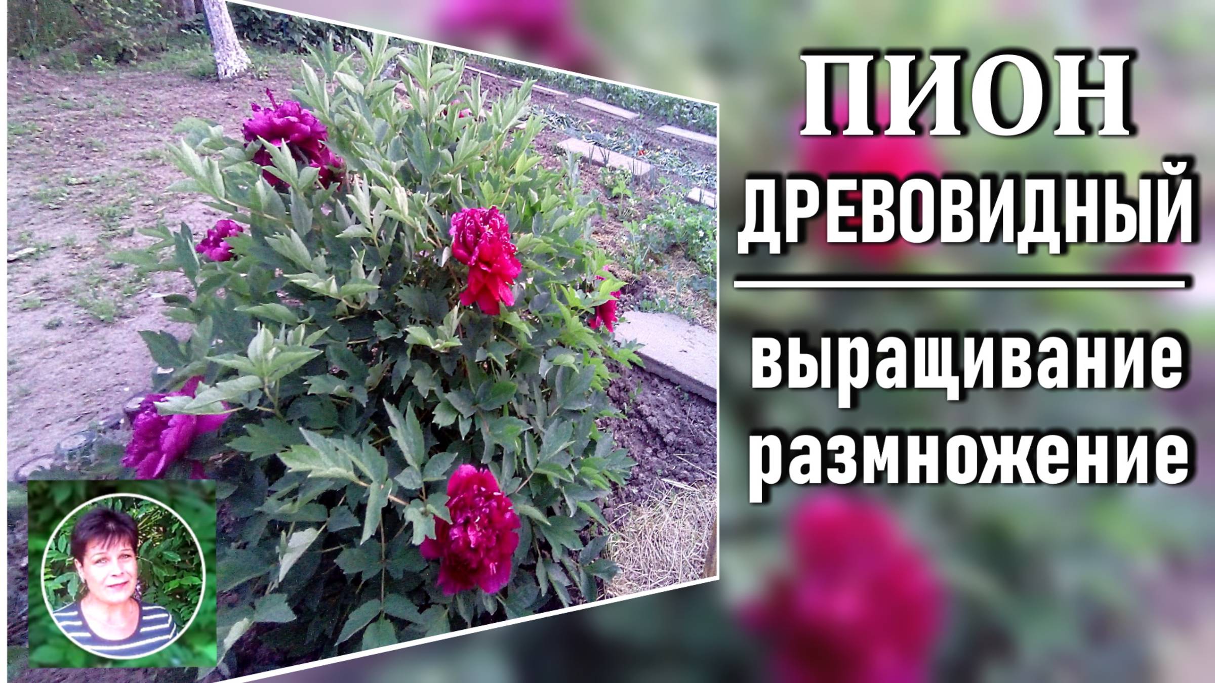 Древовидный пион Уход Подкормки Размножение
