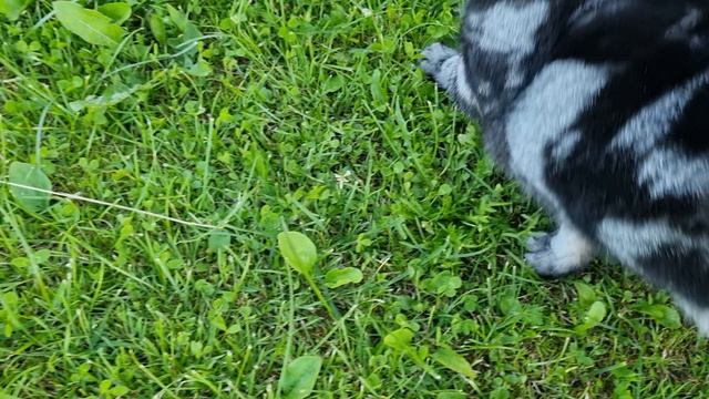 Снова в гостях в деревне)