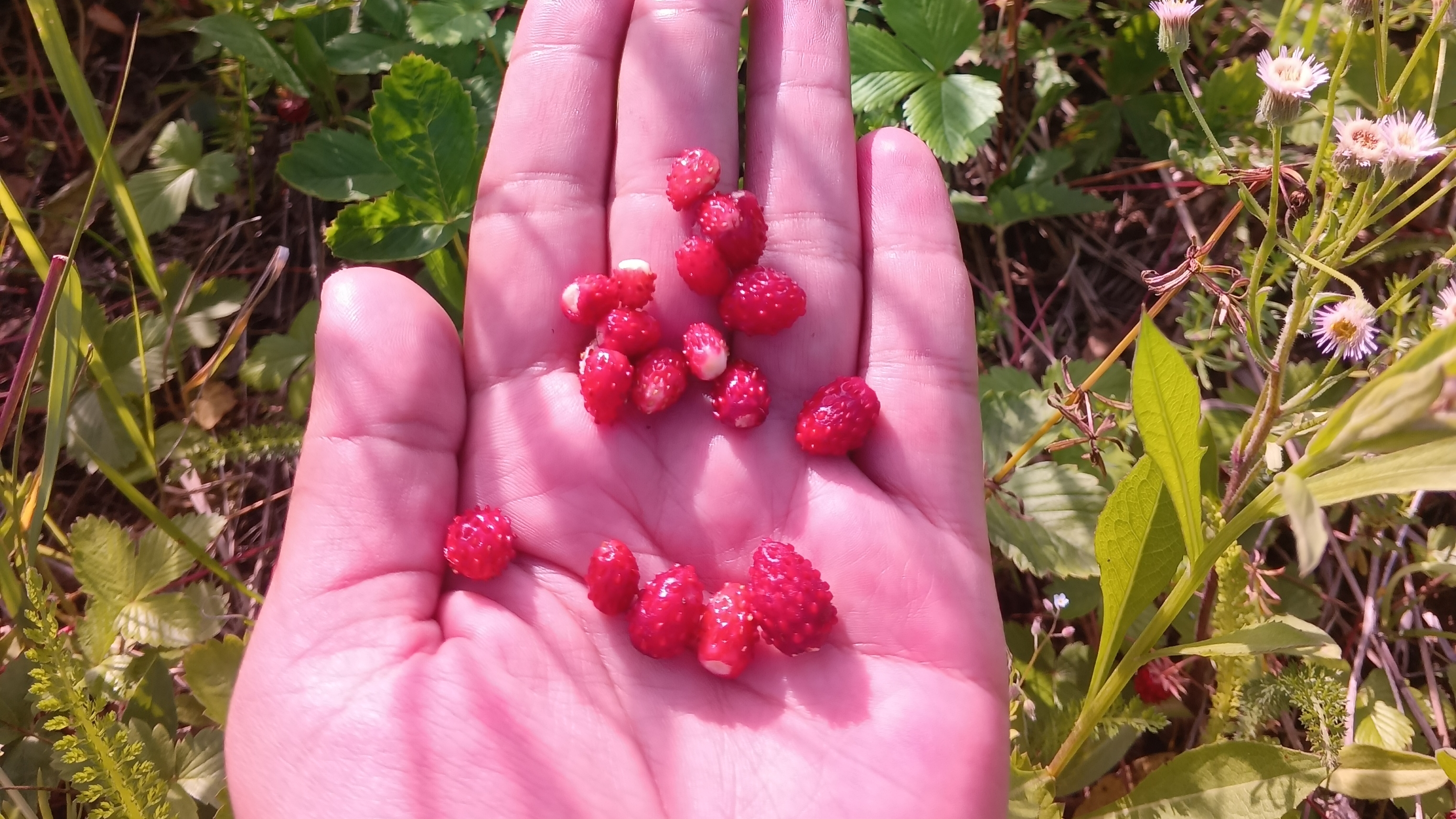 Земляничник 🍓 Дары природы