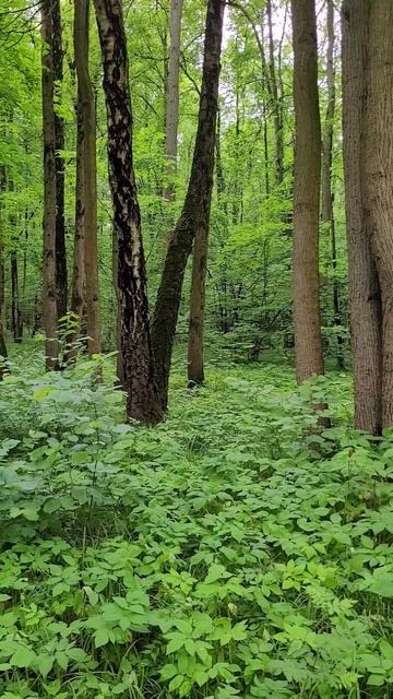 Бутовский лес 2025. Лес после дождя. Июнь 2025г