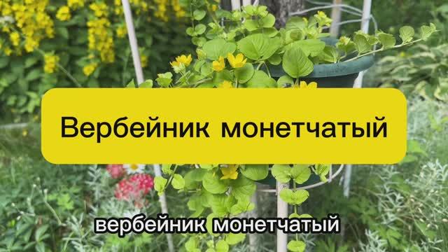 Вербейник монетчатый. Значение, свойства, легенды.