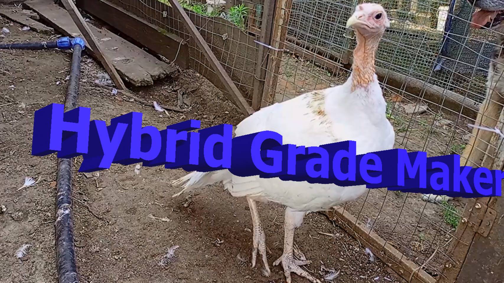 Грейд мейкер и мастер грей возраст 90 дней. Вес среднетяжелой индейки из Ставропольского яйца