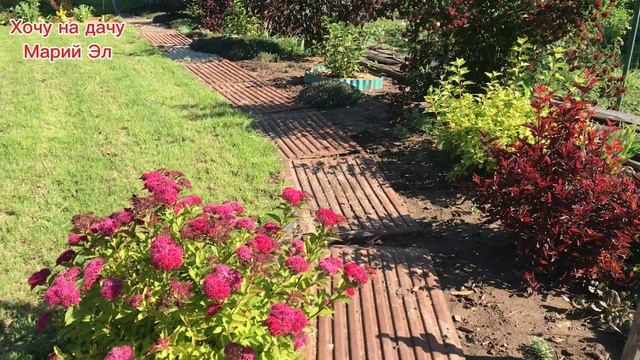 Начали делать мангальную зону.  Лёша готовит. Дела садовые.