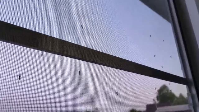 Ужасы сибирского лета...