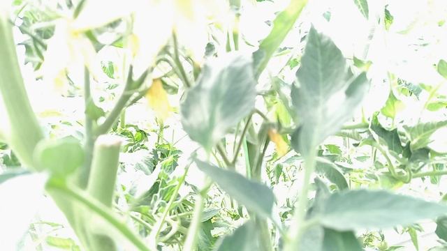 ПРОБЕЖКА ПО ИЮНЬСКОМУ ОГОРОДУ. ТОМАТЫ. ТЕПЛИЦА.