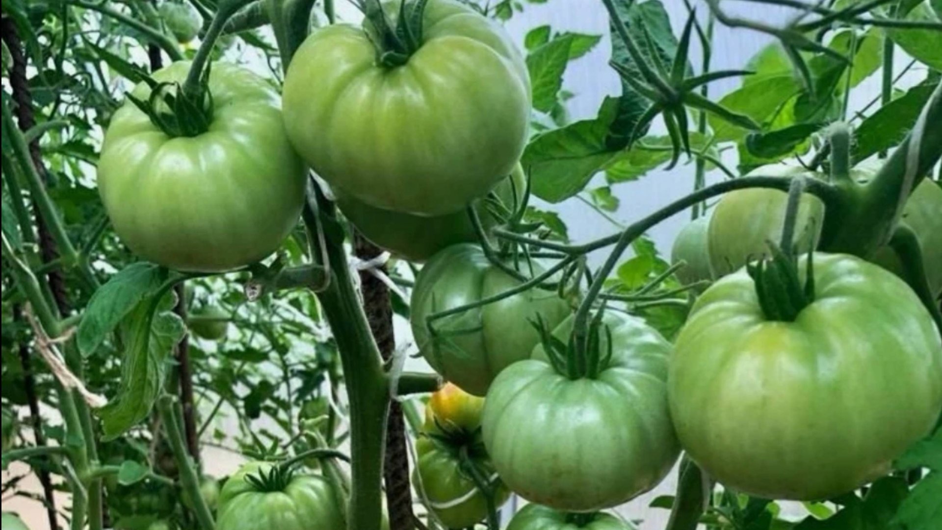 Фитофторы на томатах не будет: проверенный годами метод профилактики фитофтороза