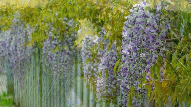 Вьющиеся растения для озеленения забора