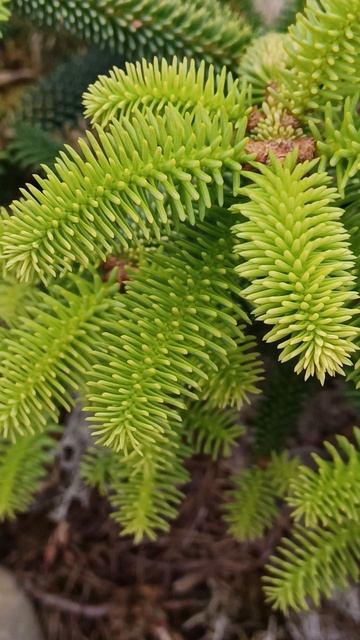 Пихта испанская Ауреа (Abies pinsapo Aurea).