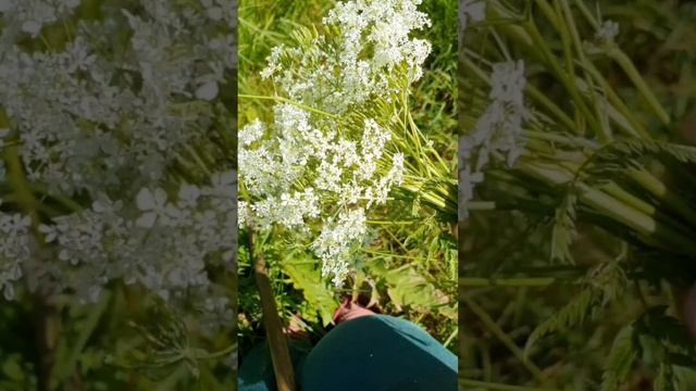 Лето,июнь,лютики,травы белые.🌸💮