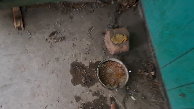 СВО. Собака пришла на позицию. Чья потеряшка?