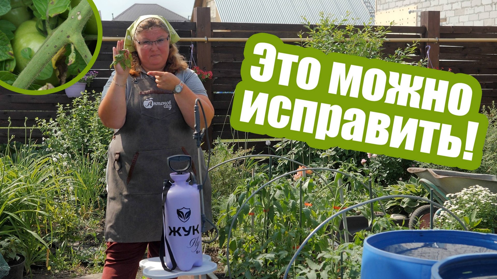 Пятна на листьях и плодах томатов. 3 главные причины, по которым они появляются!