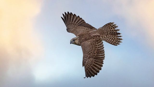 Балобаны в Татарстане