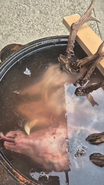 Вывариваем косулю