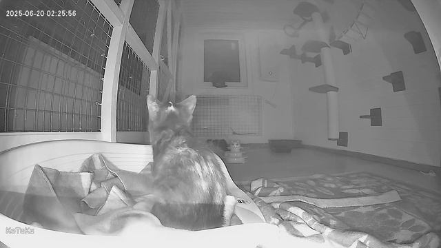 Ночные съемки из котодомика