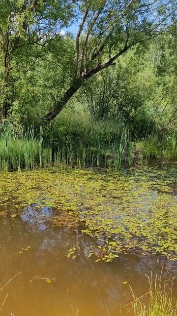 Битцевский парк. Собачий пруд. Июнь 2024г