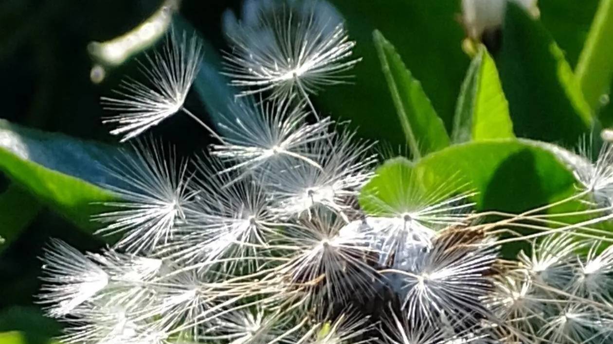 ИЮЛЬ--ОВЕН(астро)