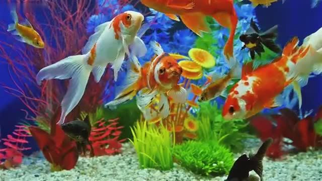 🐠 Лучший аквариум