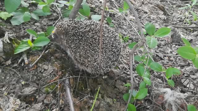 Сезон дождей 🌧☔😎🐕
