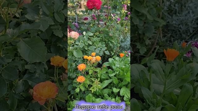 2025 Подарю тебе розы