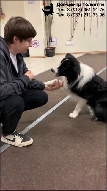 Бордер колли Сай. Занятие по дрессировке. Тольятти, 14 июня 2025.