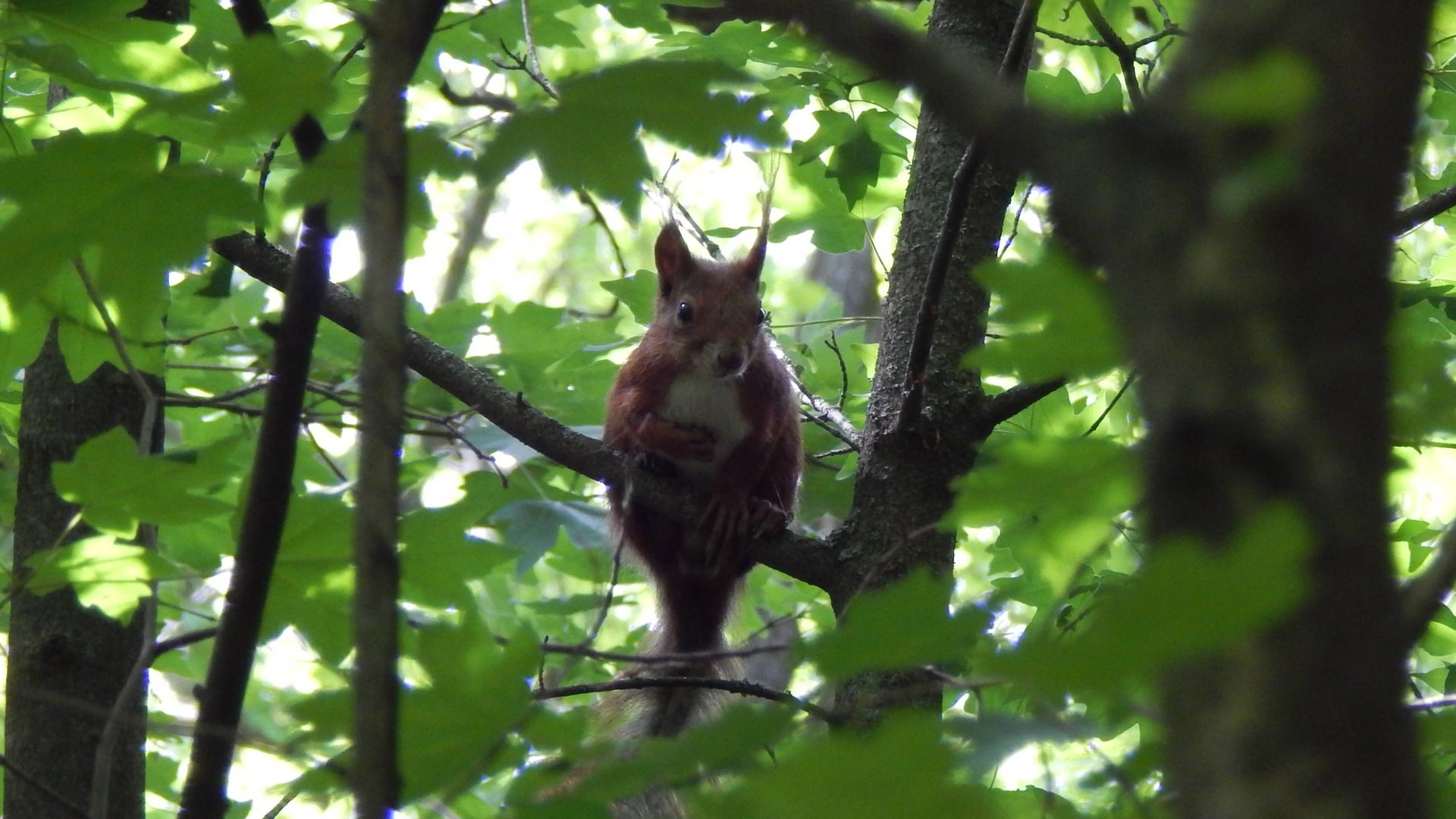 Белка рядом с домом в роще. 18.05.2025г.