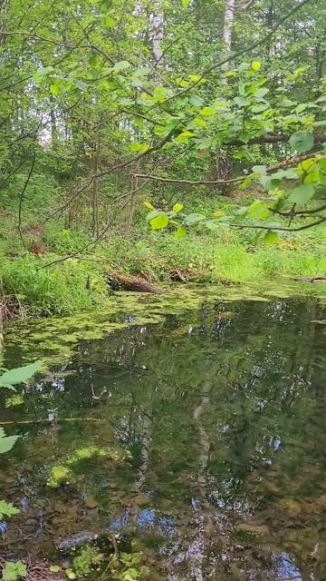 Бутовский лес 2025. Холодный пруд. Июнь 2025г (Часть 1)