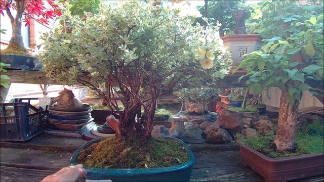 Бонсай начало лета цветение плодоношение озвучка 2 часть 2025 год