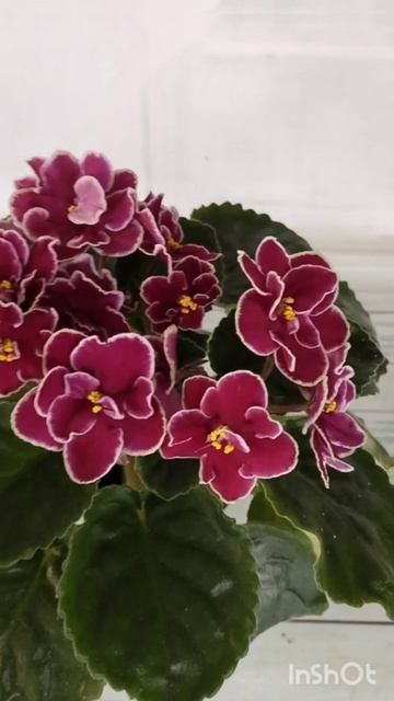 Фиалка ВАТ-Мистический Мавилик -