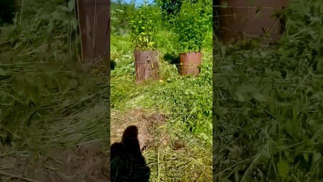 Начало уборки территории на даче