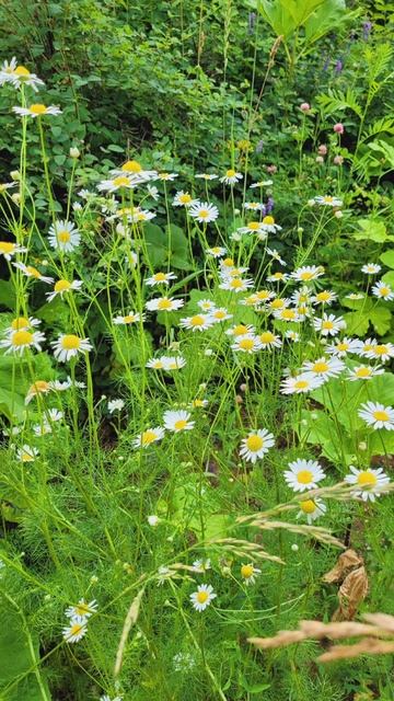 Битцевский парк. Цветы. Июнь 2024г