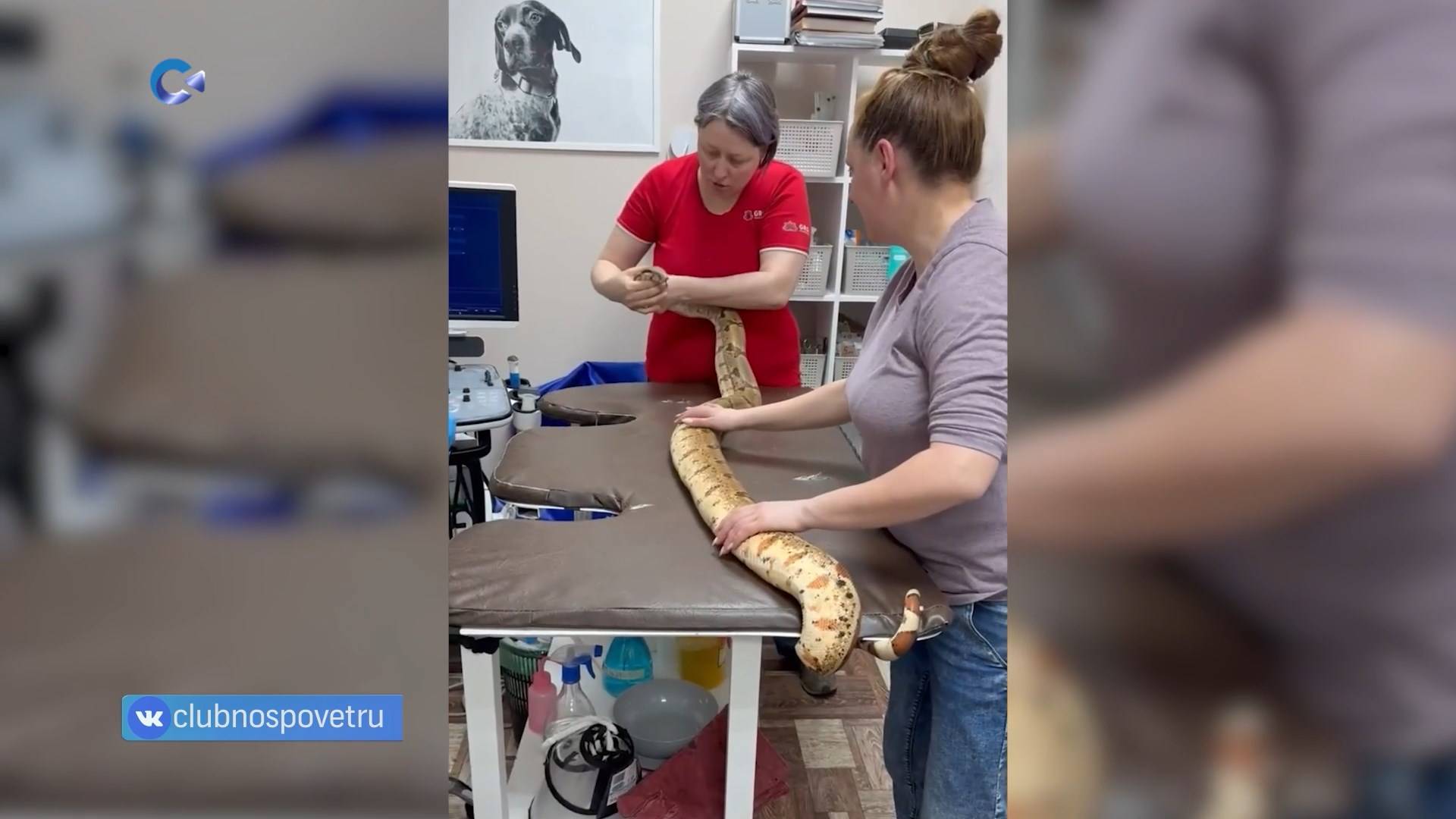 В одной из ветеринарных клиник Петрозаводска сделали УЗИ змее