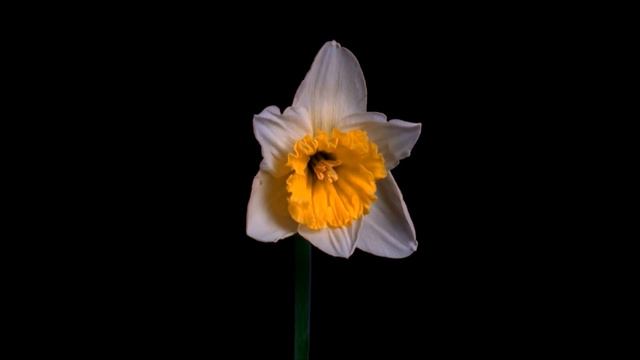 ЛЕНА ШВЕЦ - Нести добро - Автор исполнитель.