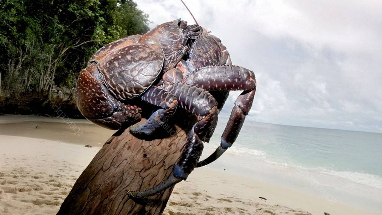 Он ЕСТ свою КОЖУ, ломает кости как спички и живёт ВЕКАМИ! КРАБ с силой ЛЬВА!