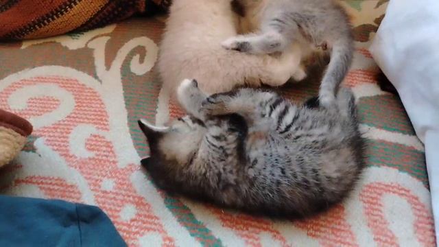 Котята кошки Ушко