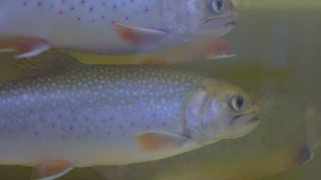 "О ЧЕМ МОЛЧАТ РЫБЫ"