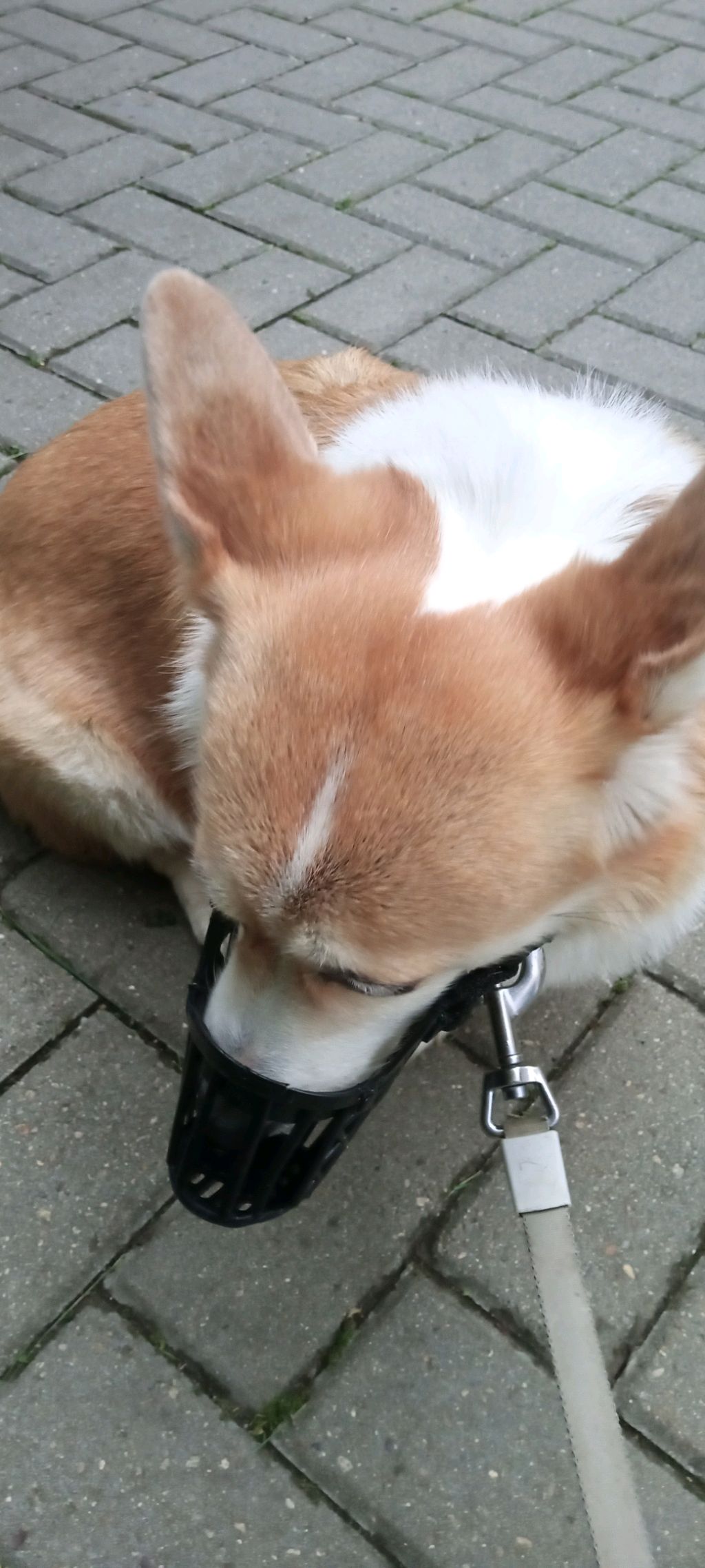 Супер-пупер мем-трансляция кисы ...