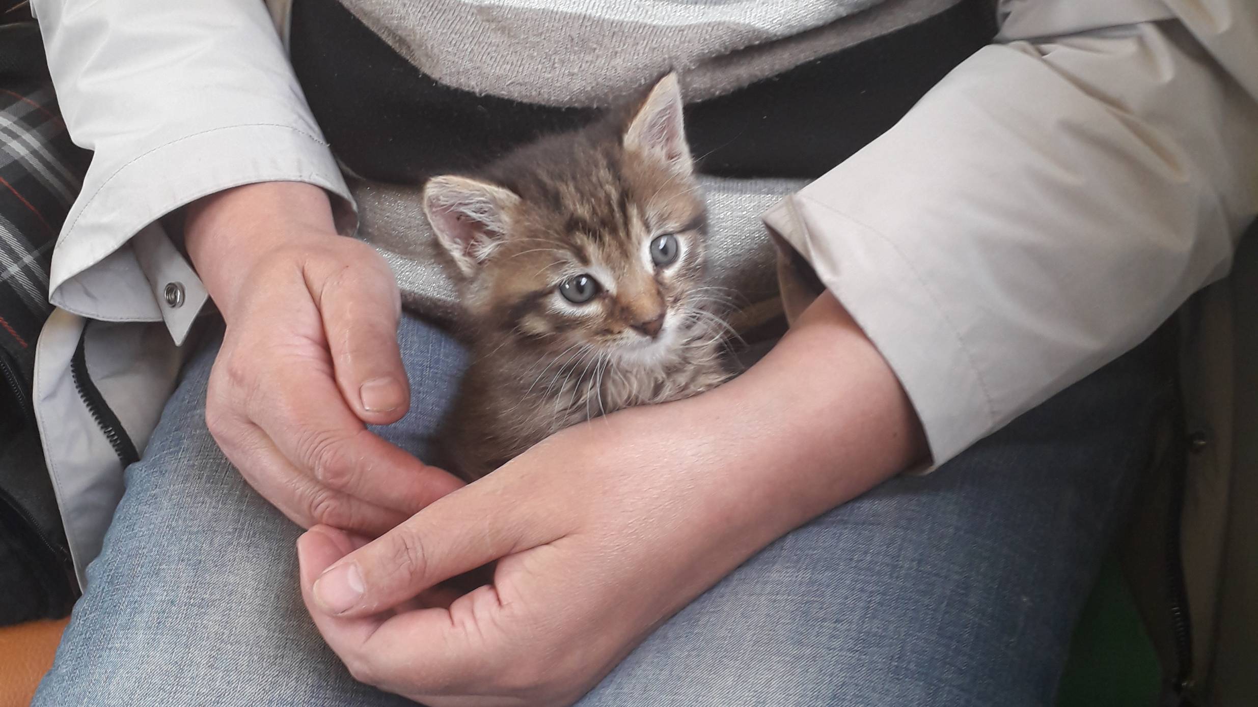 Барсюшу забрали домой!