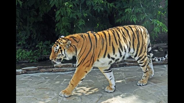 Тигр| Автор-Павлова О.,стих, муз(суно),монт| ВСЕМ ХОРОШЕГО НАСТРОЕНИЯ И ПОГОДЫ! МУЖЧИНЫ МЫ ВАС ЛЮБИМ