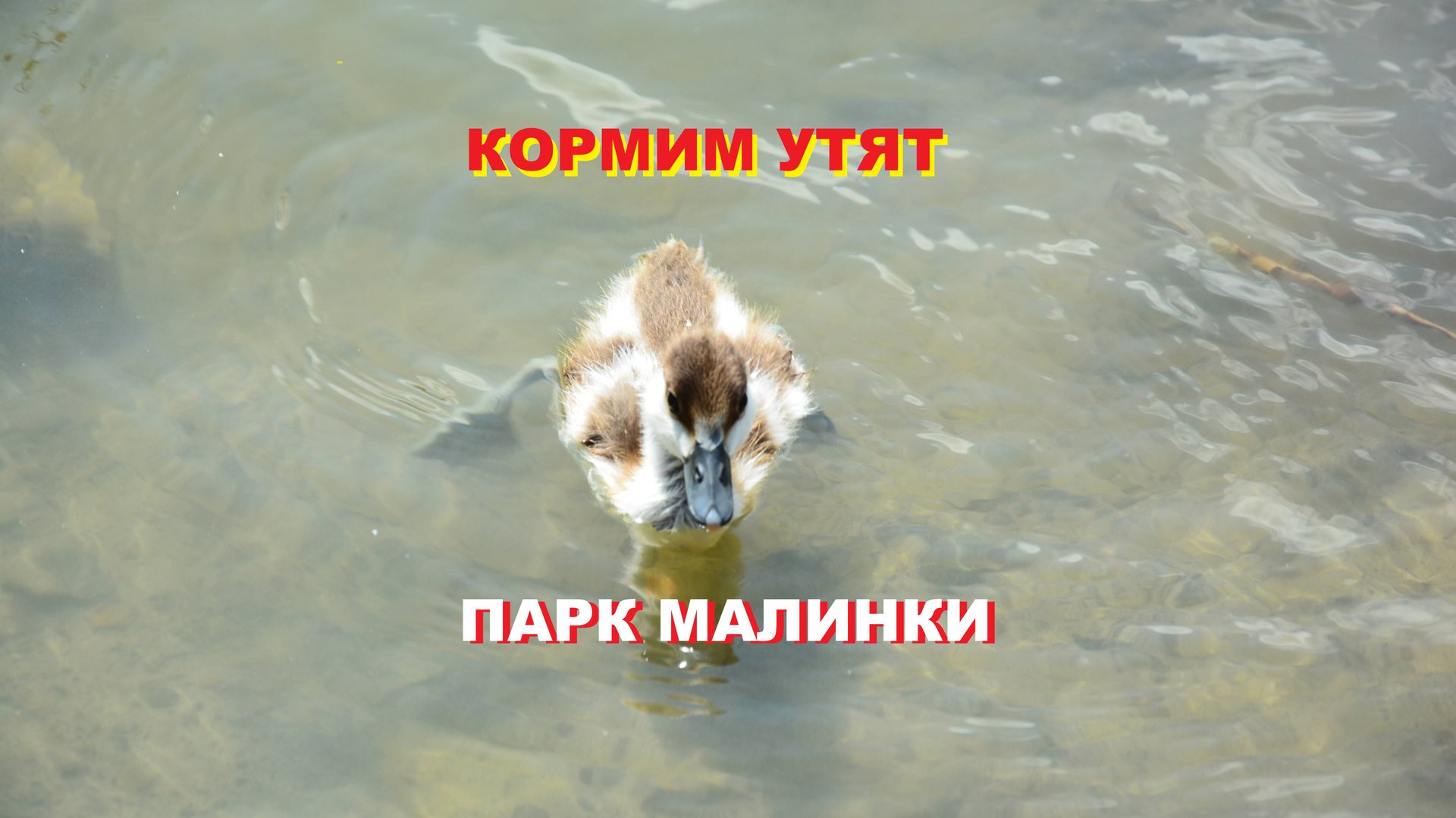 Кормим утят в парке МАЛИНКИ