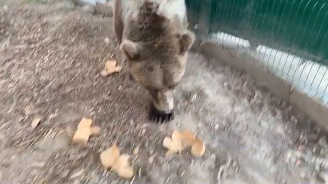 Медведь и его отец